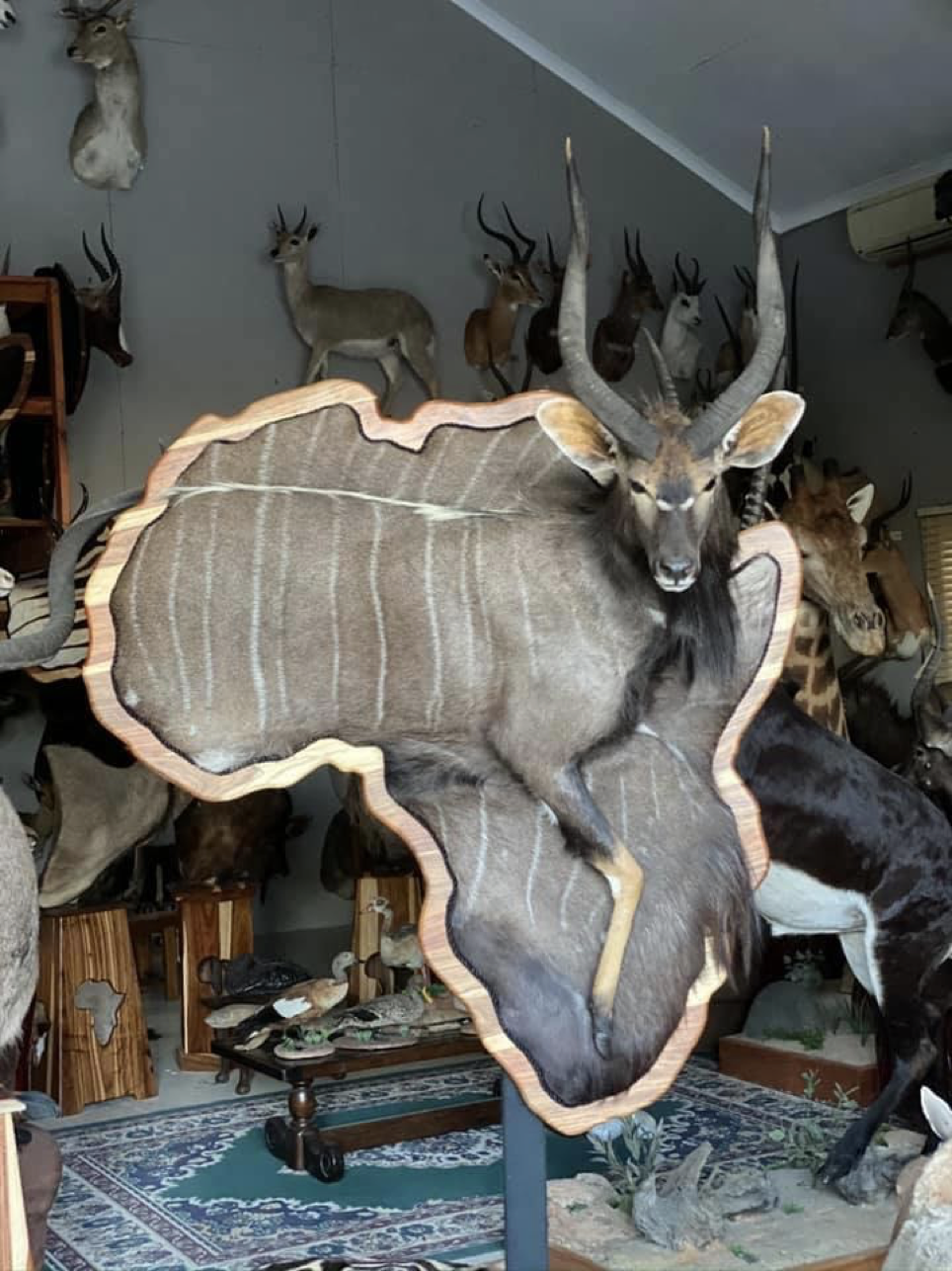Nyala and Nyala Hunting in Southern Africa – BookYourHunt Blog
